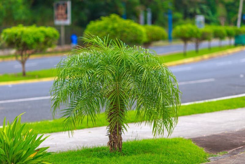 Small Palm Tree Near the Road Stock Image - Image of green, plants ...