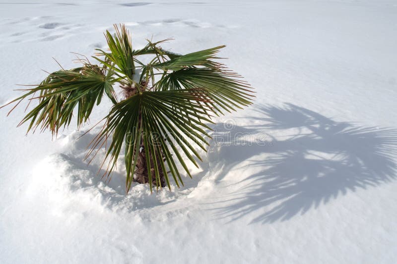 Palm tree at the snow stock photo. Image of winter, cold - 349106288