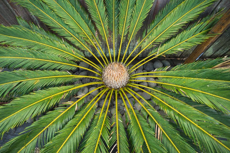 Small palm tree stock photo. Image of plant, exotic, leaf - 83978044