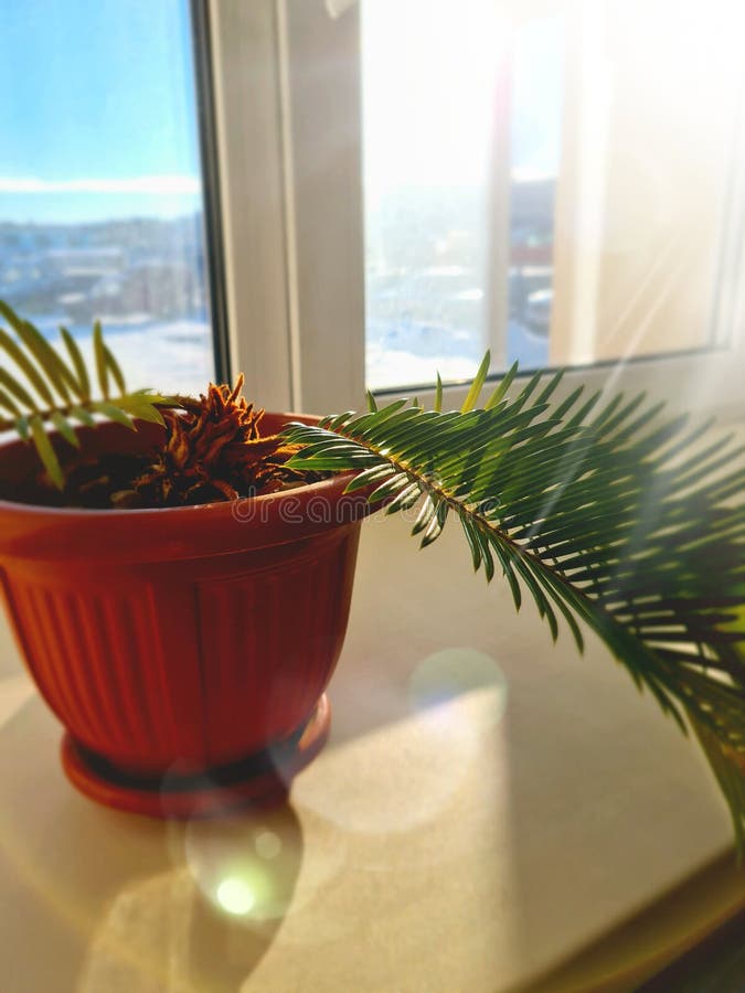 A Small Palm Tree with Two Leaves on a White Windowsill in the Sun ...