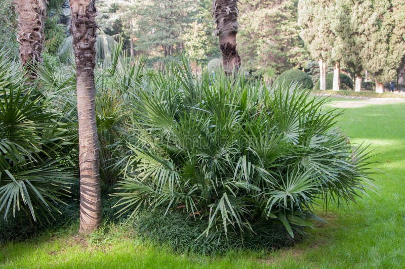 Small Palm Trees on the Lawn in Park Stock Image - Image of little ...