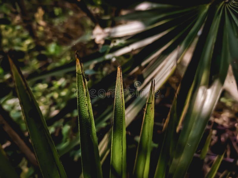 This is the Small Palm Trees Leaf Close-up Shot when Morning Sun Shines ...