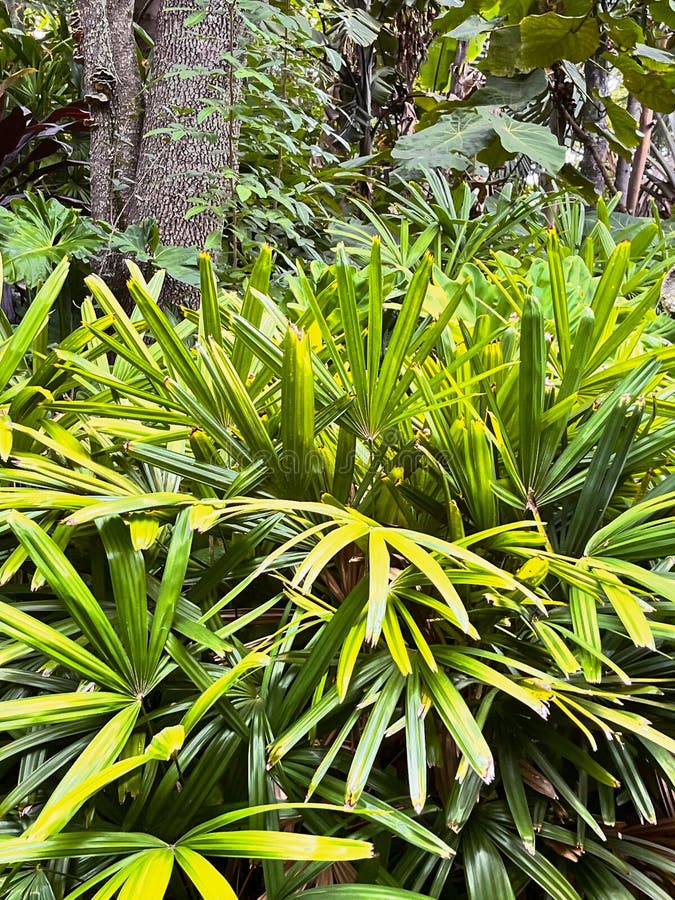 Small Palm Trees in the Park Stock Image - Image of plant, closeup ...