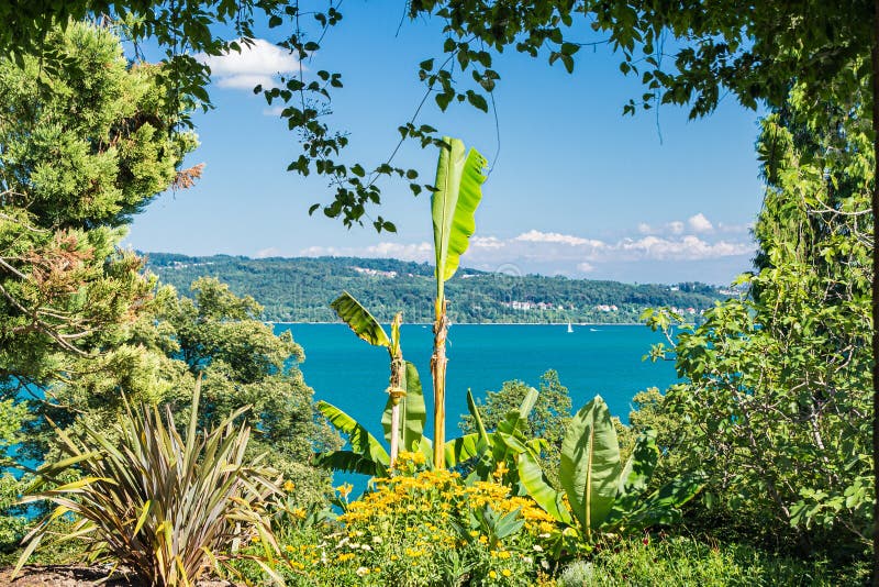 A Small Palm and a View Over the Bodensee. Stock Photo - Image of ...