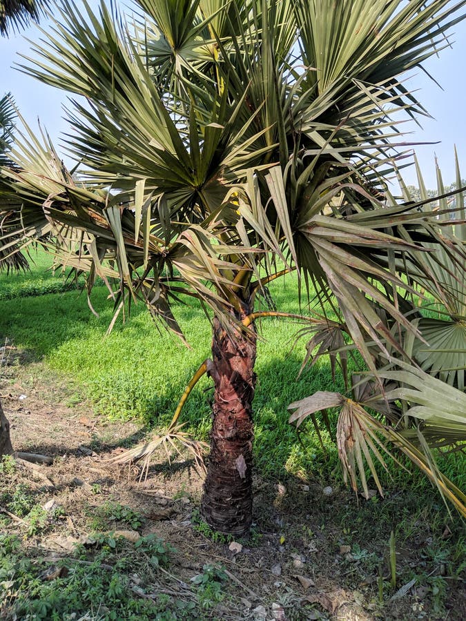 358 Palmyra Tree Picture Fruit Stock Photos - Free & Royalty-Free Stock ...