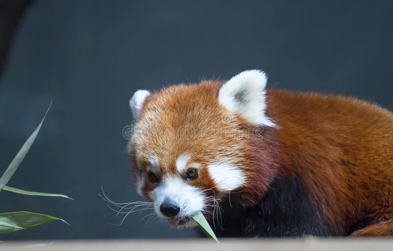 Small Panda red Panda. stock image. Image of color, bear - 114266099