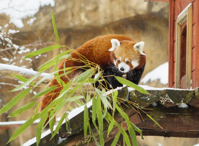 Small Panda red Panda. stock image. Image of winter - 111906133