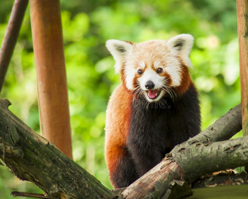 Red Panda among the trees stock photo. Image of safari - 123358086