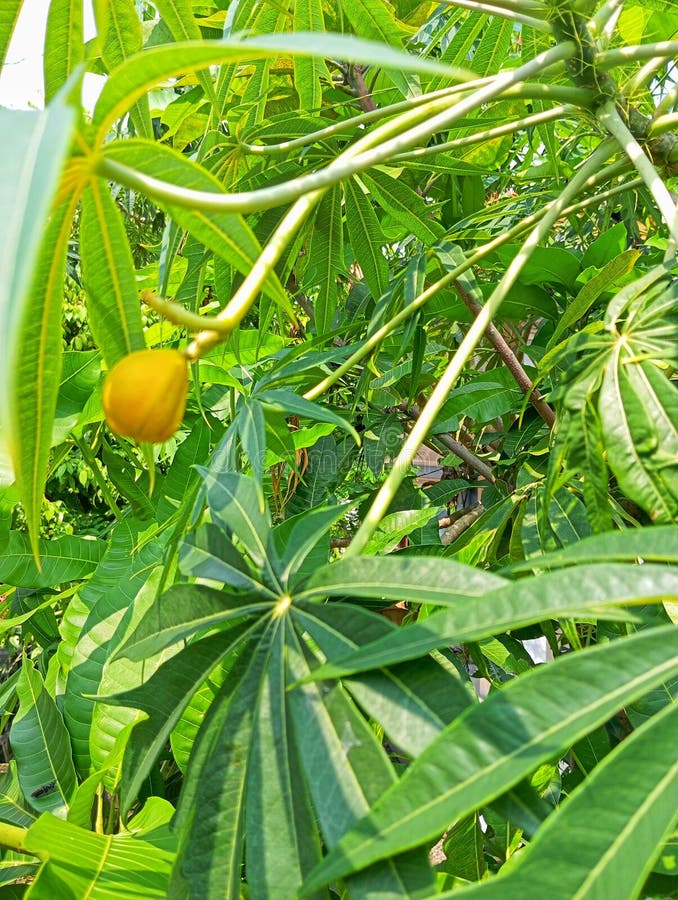 A Small Papaya Fruit that Has Just Grown from Its Tree? Stock Photo ...