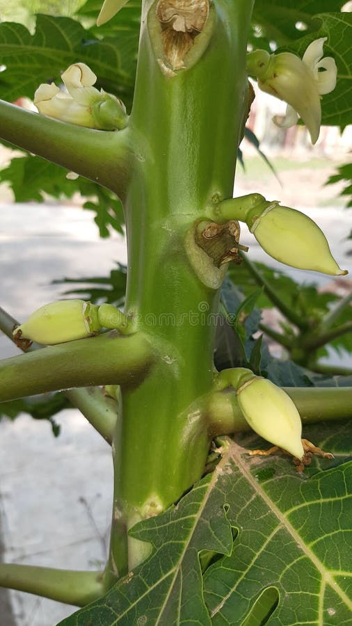 Small papaya plant in pot stock photo. Image of self - 158020936