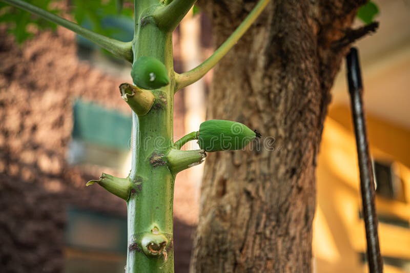 Small Papaya Just Growing on a Tree Stock Image - Image of productivity ...