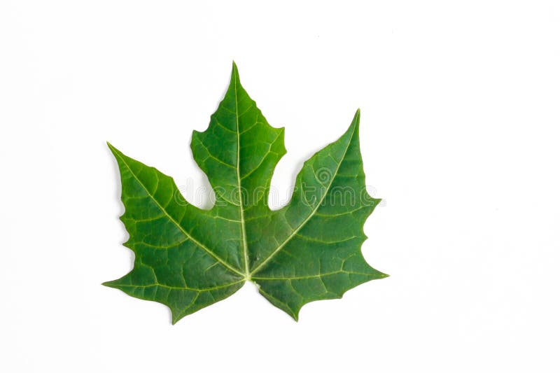 Small papaya leaf stock image. Image of detail, colors - 385320235