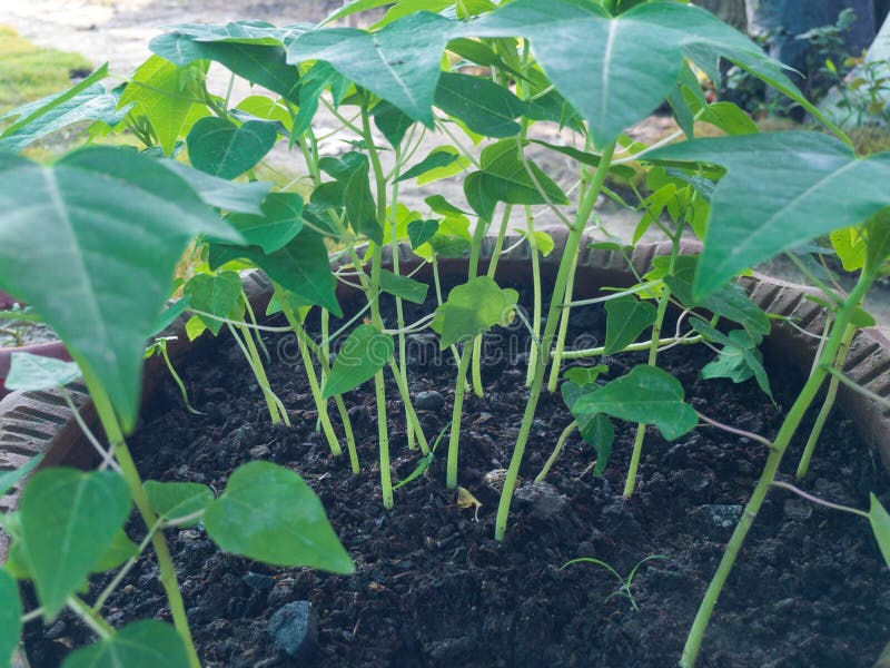 Small Papaya Plants in Nursery Stock Image - Image of gardening ...