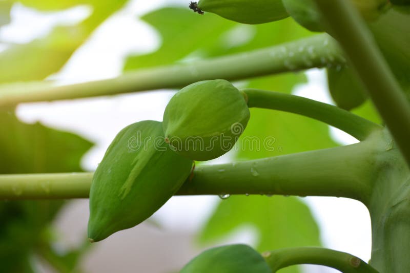 Small Papaya on the Tree in the Garden. Stock Image - Image of little ...