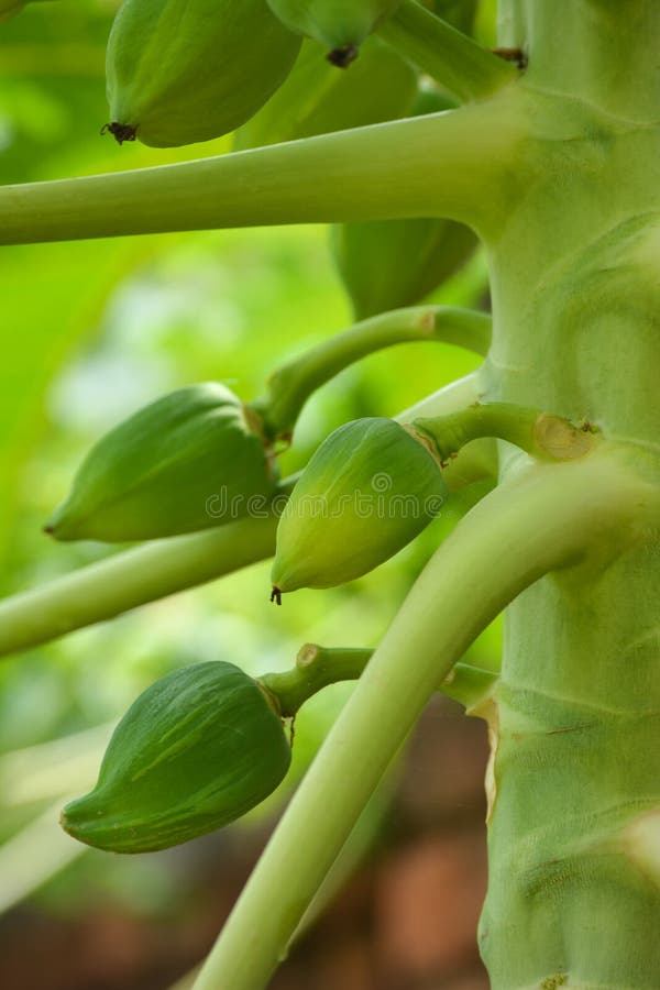 Small Papaya on the Tree in the Garden. Stock Photo - Image of health ...