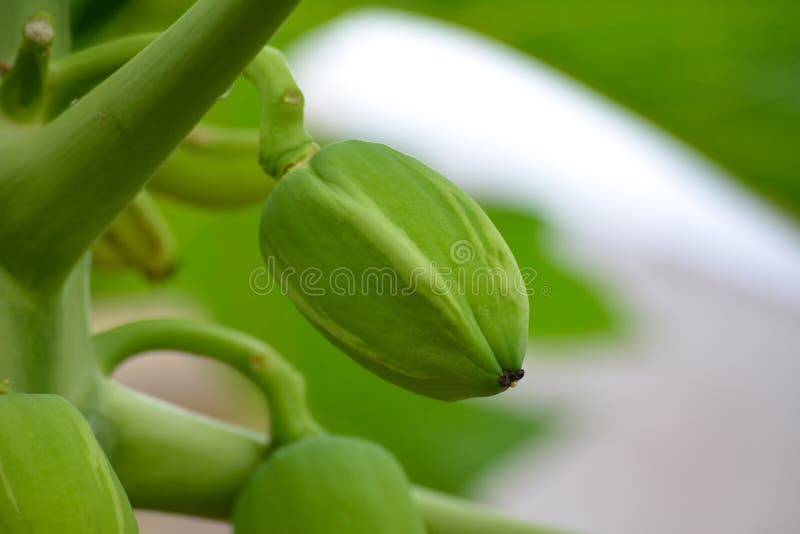 Small papaya fruits stock photo. Image of fruit, growing - 282656336