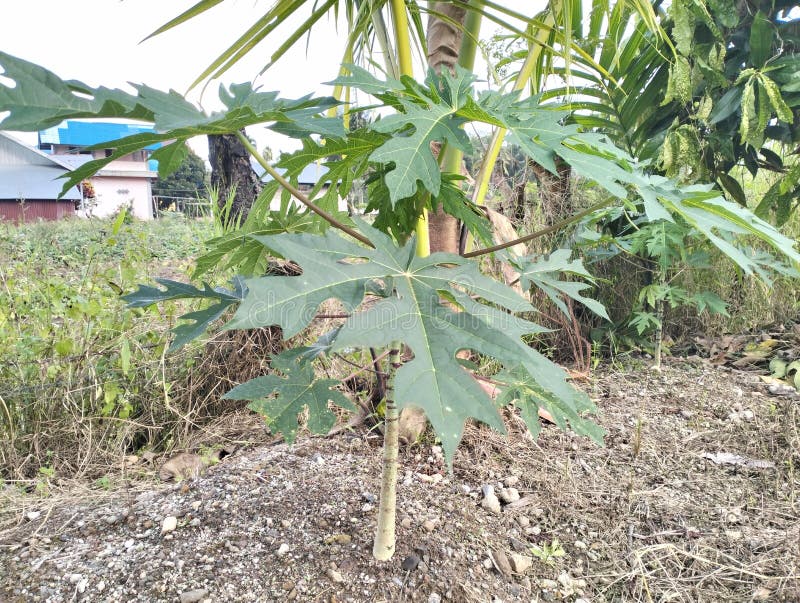 Small Papaya Tree Growing in the Field. the Leaves of Small Papaya ... Small Papaya Tree Growing in the Field. the Leaves of Small Papaya ...