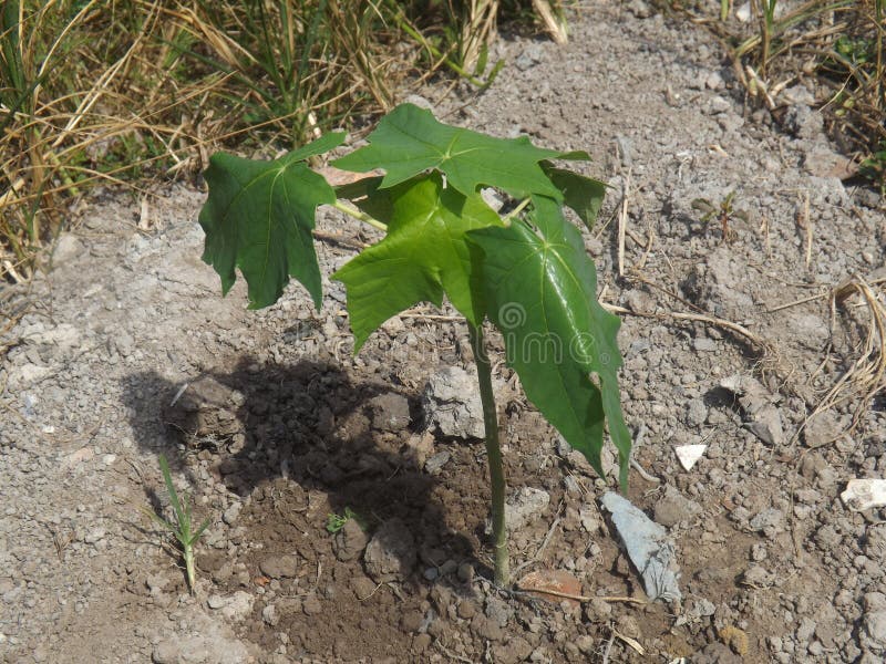 A Small Papaya Tree Growing in the Yard Stock Photo - Image of growing ...