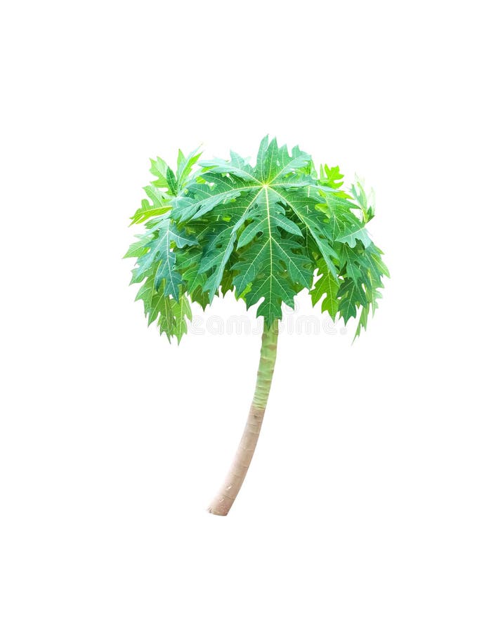 Small Papaya Tree Isolated on White Background , Clipping Path Stock ...