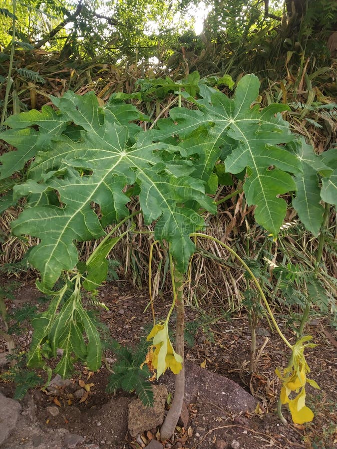 Small Papaya Tree with Leaves Stock Photo - Image of papaya, autumn ...
