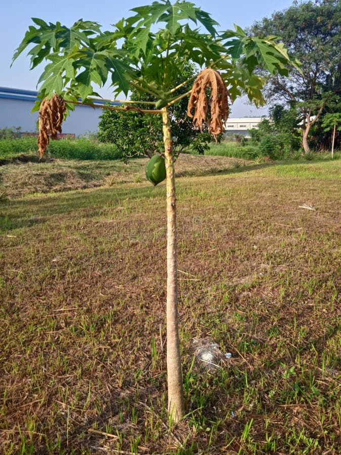 Small papaya tree stock photo. Image of shrub, crop - 330826690