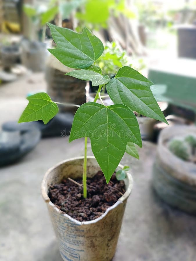 Small Papaya Tree Planted in a Pot Stock Photo - Image of quality ...