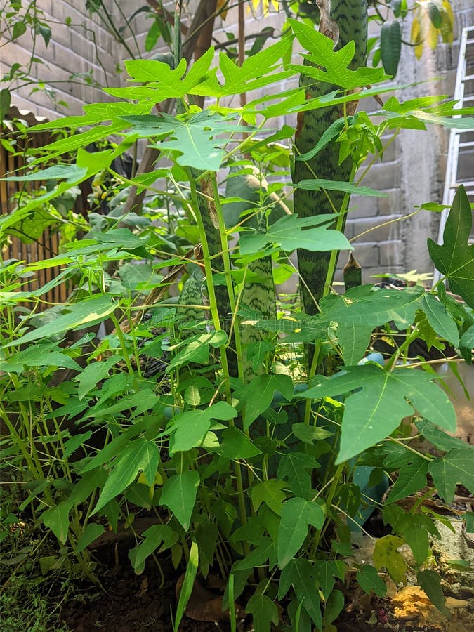 Small papaya tree seeds stock photo. Image of small - 346709888