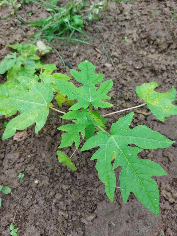 Small papaya tree stock photo. Image of green, evergreen - 287635810