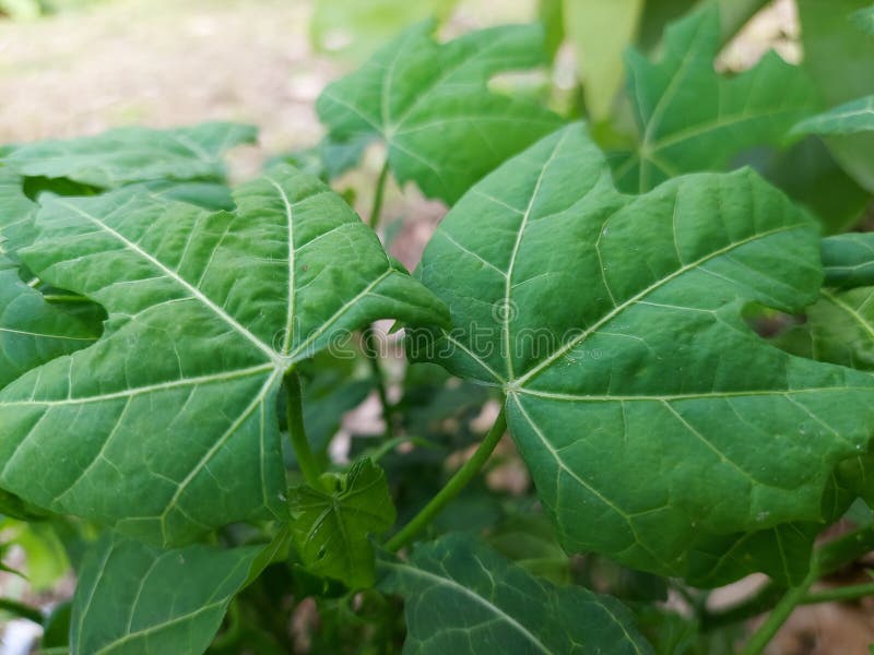 A Small Papaya Tree with a Unique Leaf Shape Stock Photo - Image of ...
