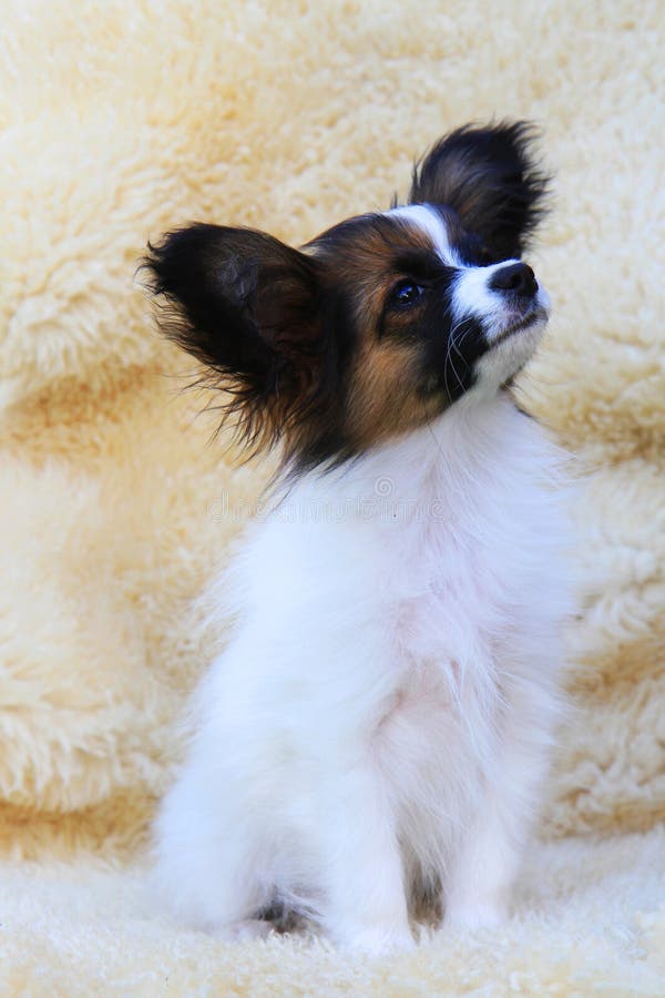 Small papillon puppy stock image. Image of happy, grass - 113622185