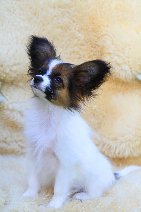 Small papillon puppy stock image. Image of outdoor, nature - 94729295