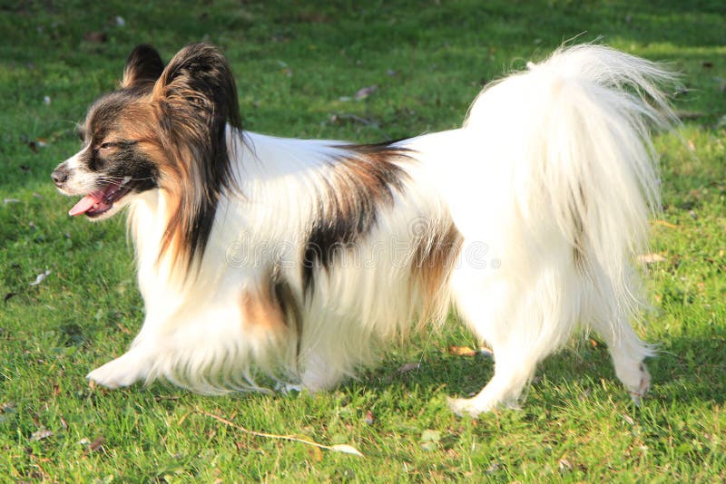 Small papillon puppy stock image. Image of happy, grass - 113622185