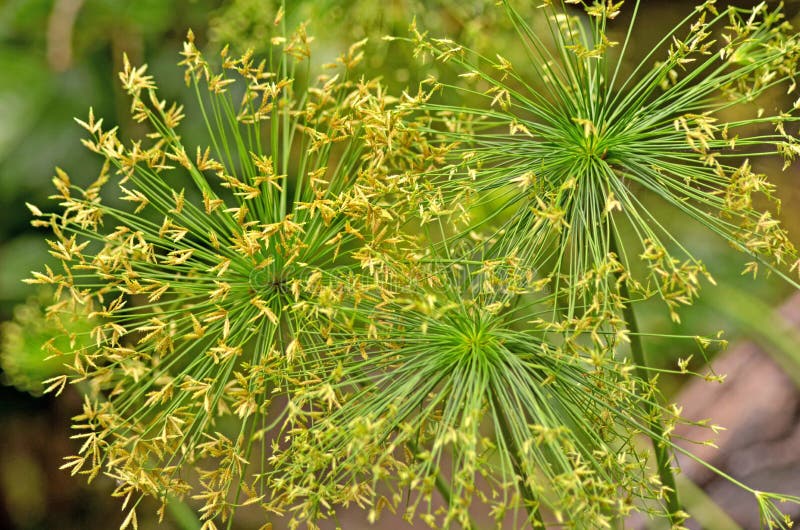 Papyrus Flowers Beautiful and Strange. Stock Image - Image of ...