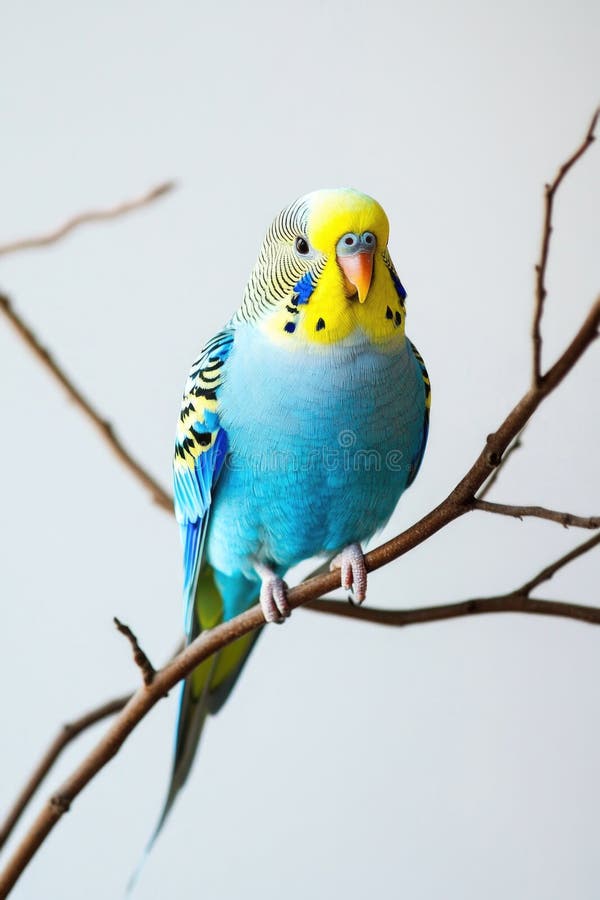 A Small Parakeet with Bright Blue and Yellow Feathers Sits on a Tree ...