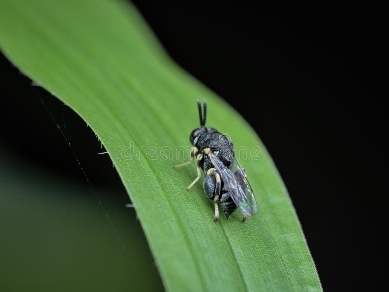 Small Parasitic Wasps on the Grass from Back View Stock Photo - Image ...