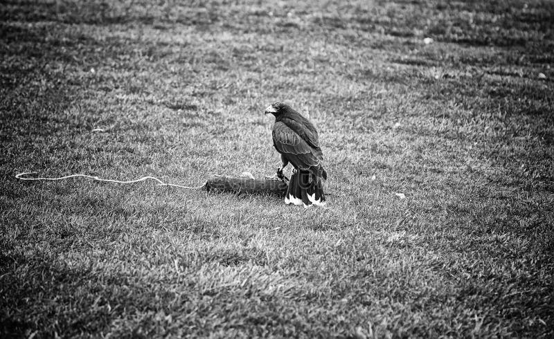 Small park eagle stock photo. Image of natural, close - 174189518