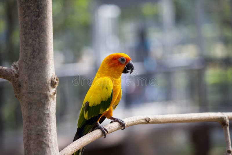 Small parrot stock image. Image of tropical, nature, bird - 44103359