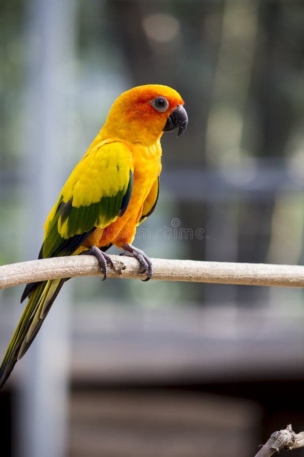 Small parrot stock photo. Image of green, bird, yellow - 44103452