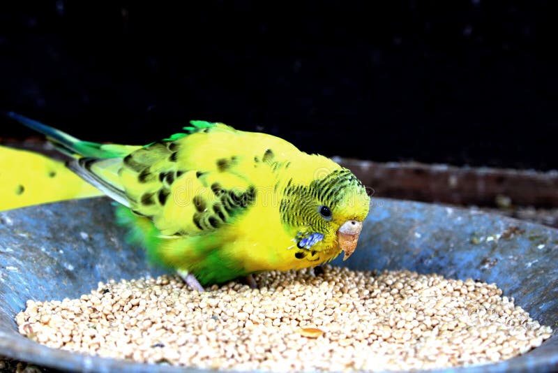 Small parrot eating bean stock photo. Image of color - 154459172