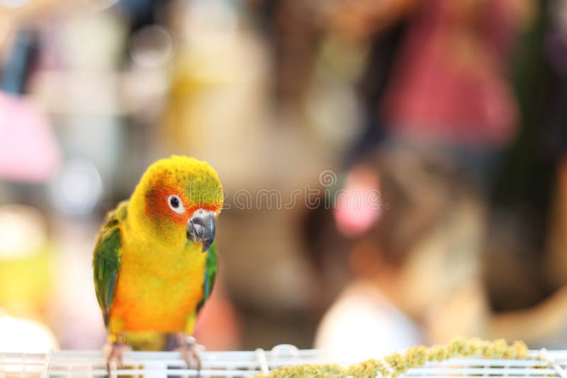 Small Parrot stock photo. Image of colored, multi, nature - 31504890