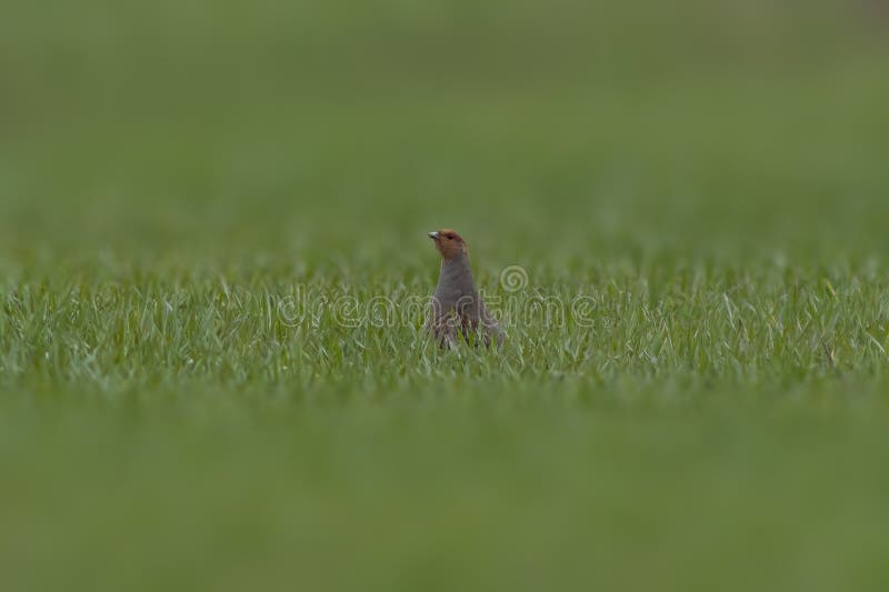 A Small Partridge Looks Out of a Green Wheat Field in Spring Stock ...