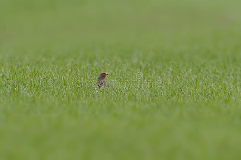A Small Partridge Looks Out of a Green Wheat Field in Spring Stock ...
