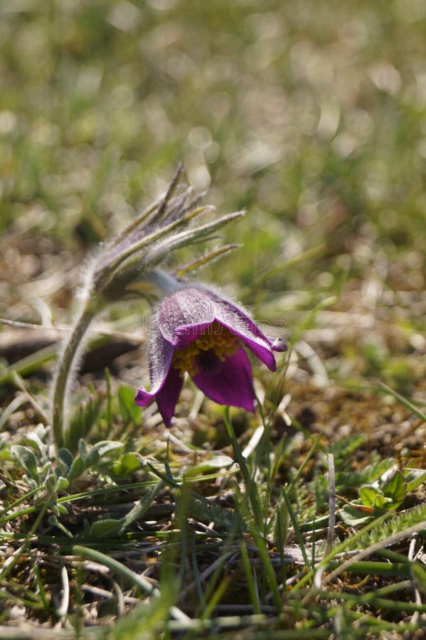 Small Pasque Flower, Pulsatilla Pratensis Stock Photo - Image of violet ...