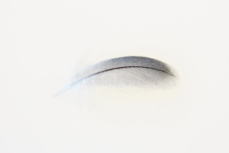 Small Passerine Feather on a White Background. Macro Stock Image ...