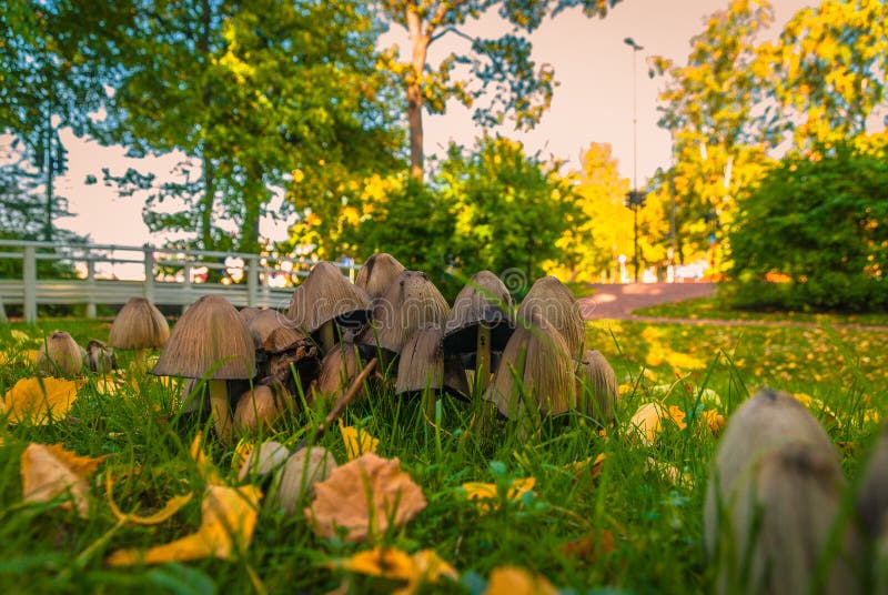 A small patch of paradise stock image. Image of landscape - 14185721