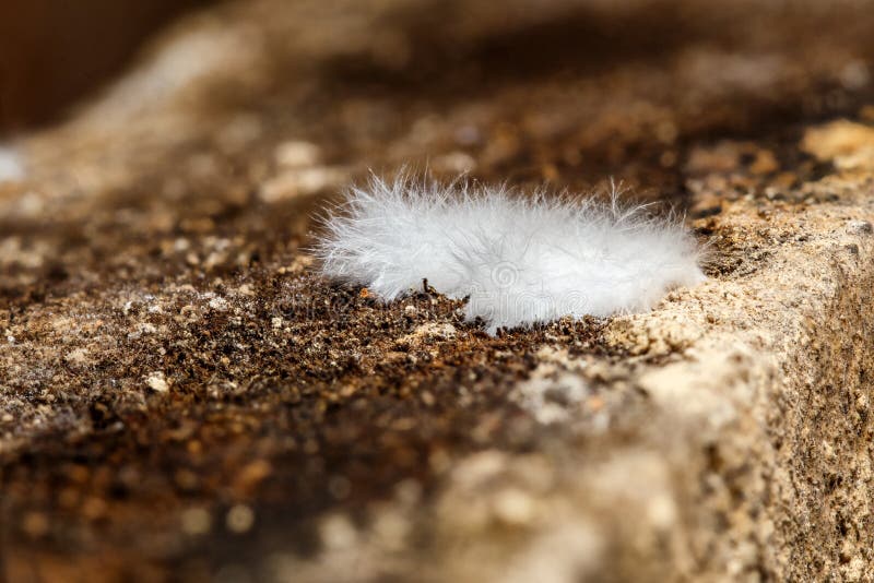 Small Patch of Fluffy White Cave Mold or Efflorescence in a Basement ...