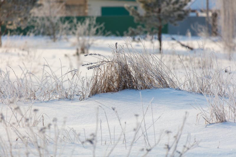 A Small Patch of Grass Covered in Snow Stock Photo - Image of cold ...
