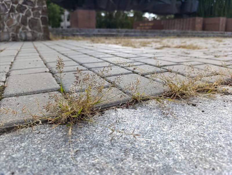 A Small Patch of Grass Growing Out of the Ground on a Sidewalk Stock ...