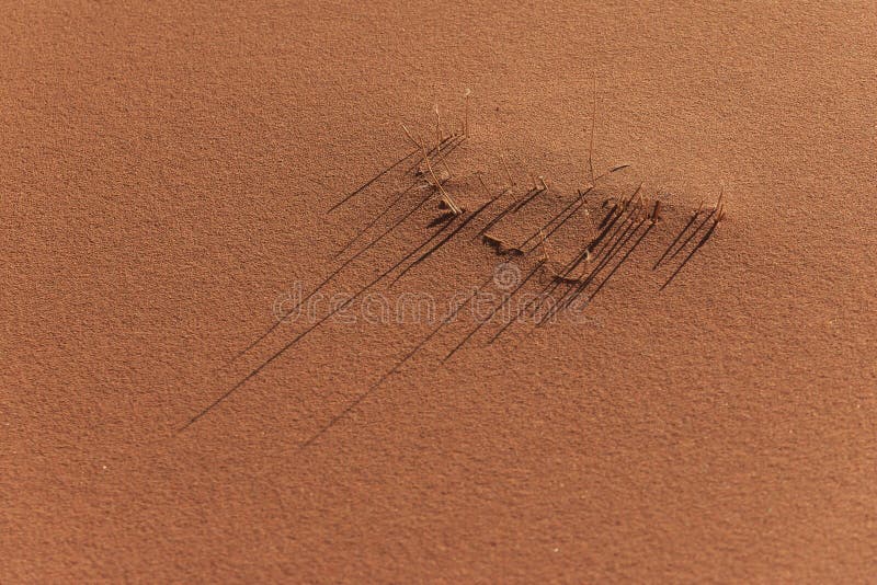 Small Patch Grass on a Sandy Surface Stock Photo - Image of grass, sand ...