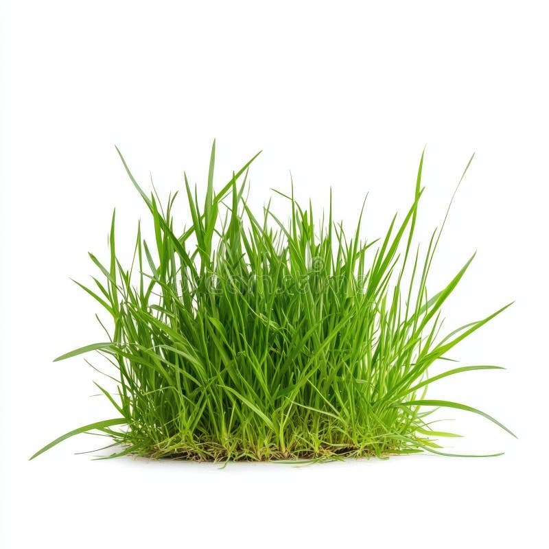 A Small Patch of Grass Thrives on the Ground, Showcasing Nature S ...